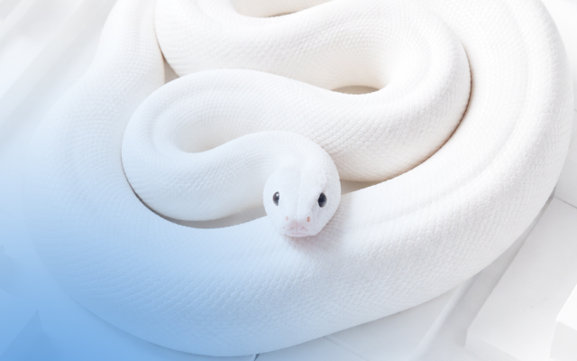 Why Businesses Trust Python for Custom CRM and ERP Development - IntexSoft